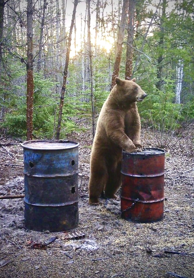 Spring vs. Fall: Choosing the Right Season for Your Saskatchewan Black Bear Hunt - Western ...